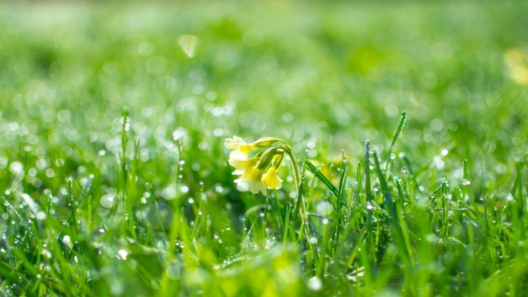 6 Colorful Spring Zoom Backgrounds: Brighten Up Your Meetings